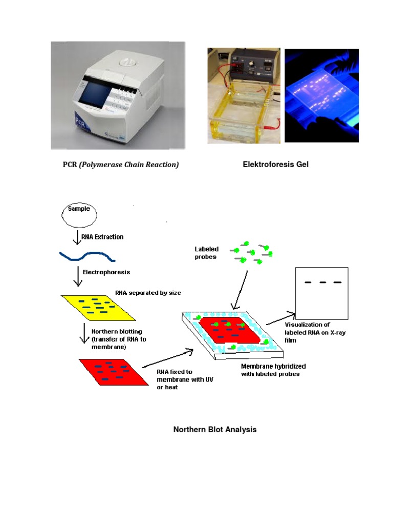 PCR (Polymerase Chain Reaction) Elektroforesis Gel | PDF
