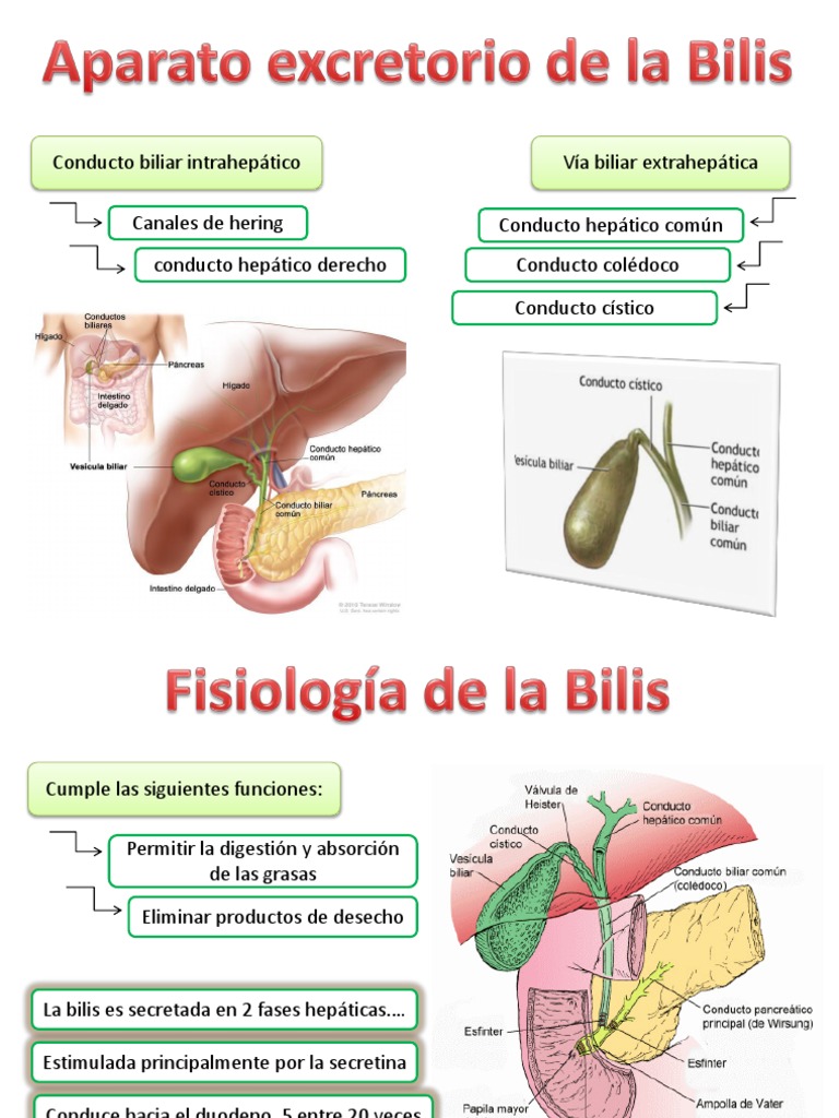 Aparato Excretorio de La Bilis | PDF | Bilis | Sistema digestivo