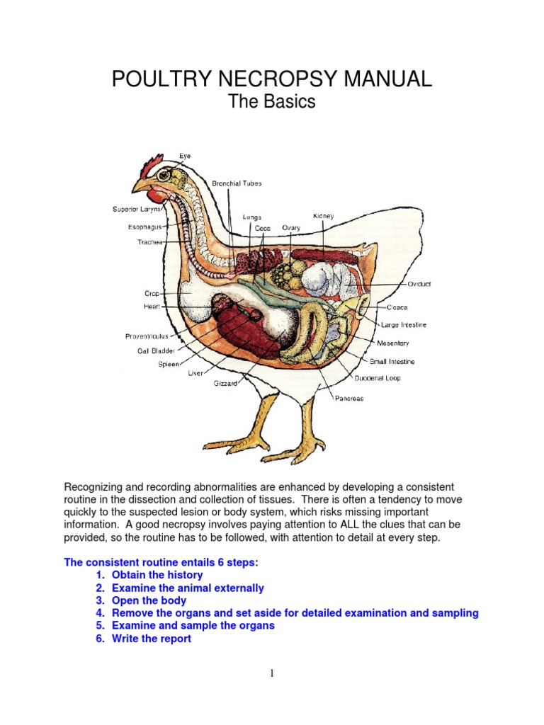 Poultry Necropsy Guide Basics | PDF | Organ (Anatomy) | Gastroenterology
