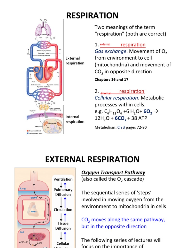 BIO2A03-Respiration Lecture Notes | PDF | Respiratory System | Respiration
