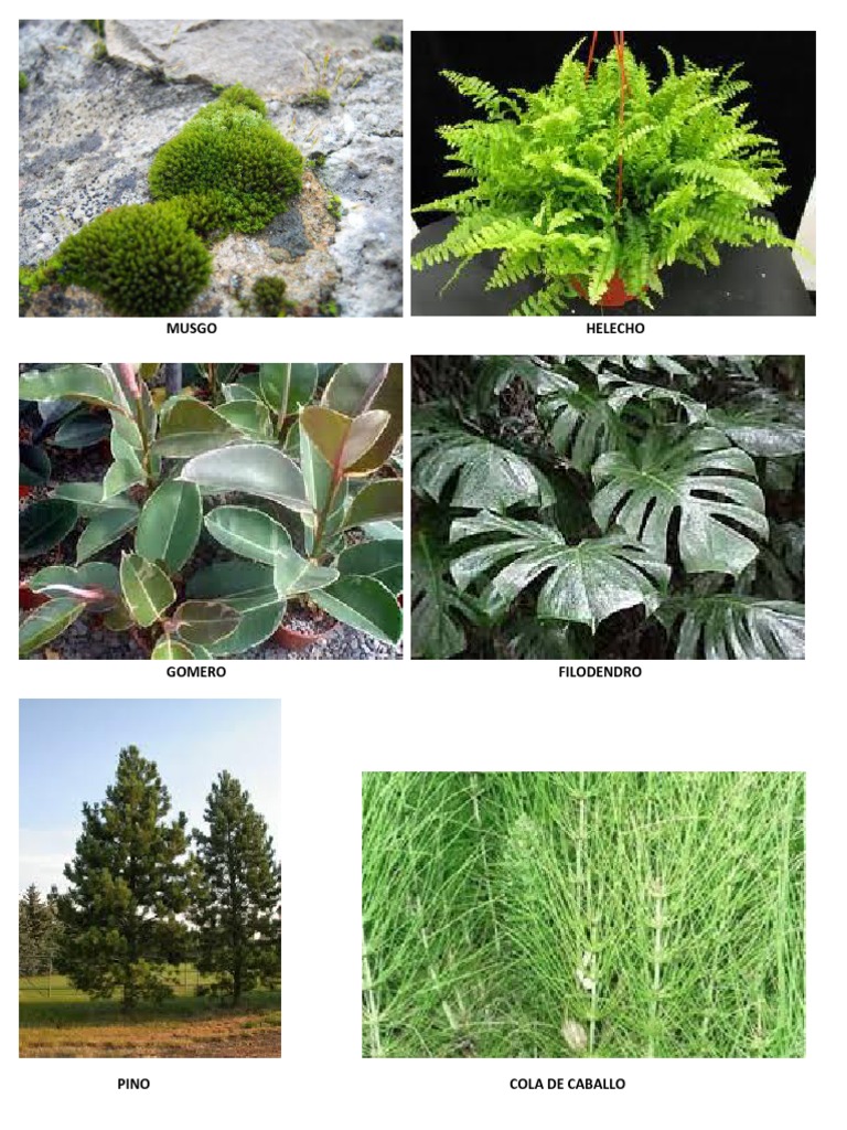 Tipos De Plantas Sin Flores