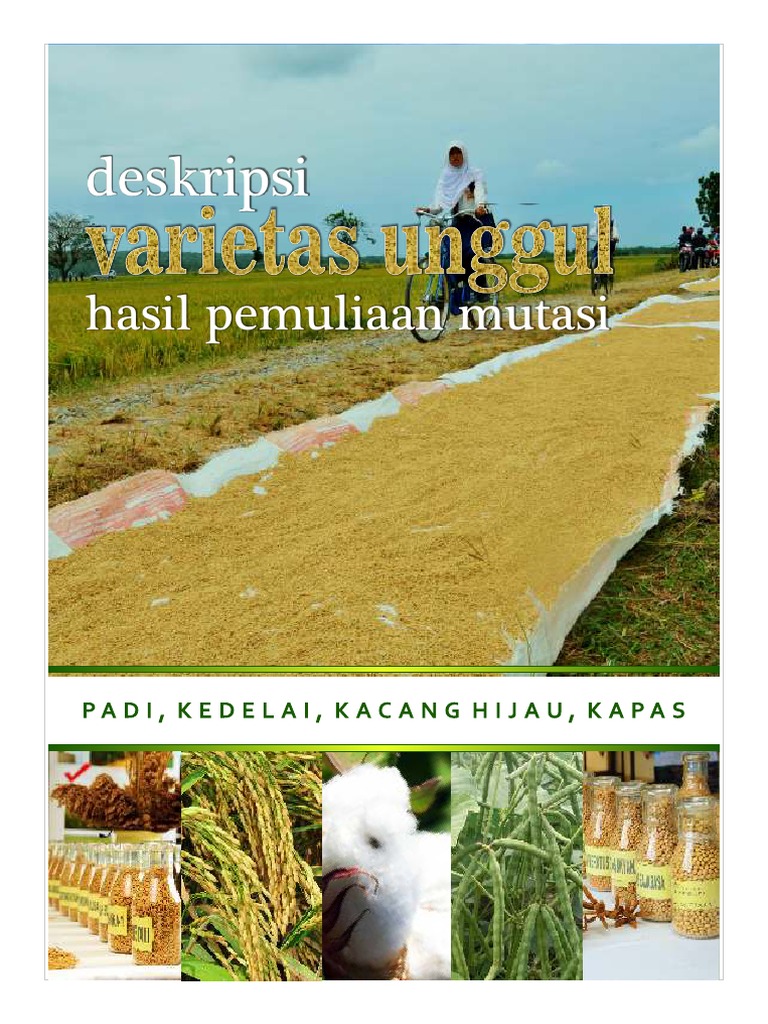 Varietas Unggul Padi BATAN: Deskripsi dan Keunggulan | PDF | Griya & Taman | Teknologi & Rekayasa