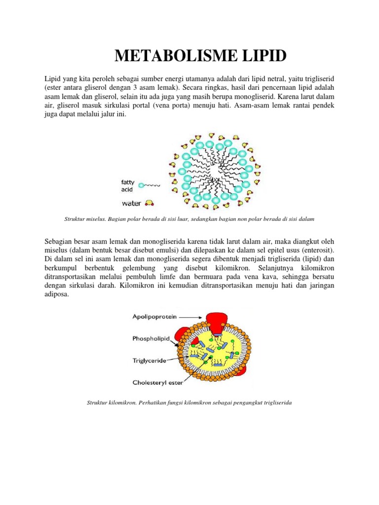 Metabolisme Lipid | PDF