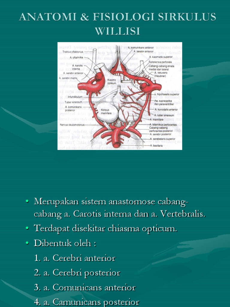 Sirkulus Willisi | PDF
