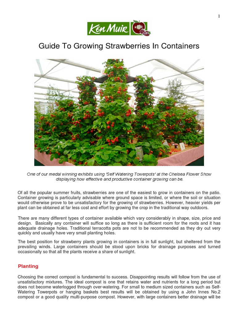 Guide To Growing Strawberries in Containers | PDF | Strawberry | Compost