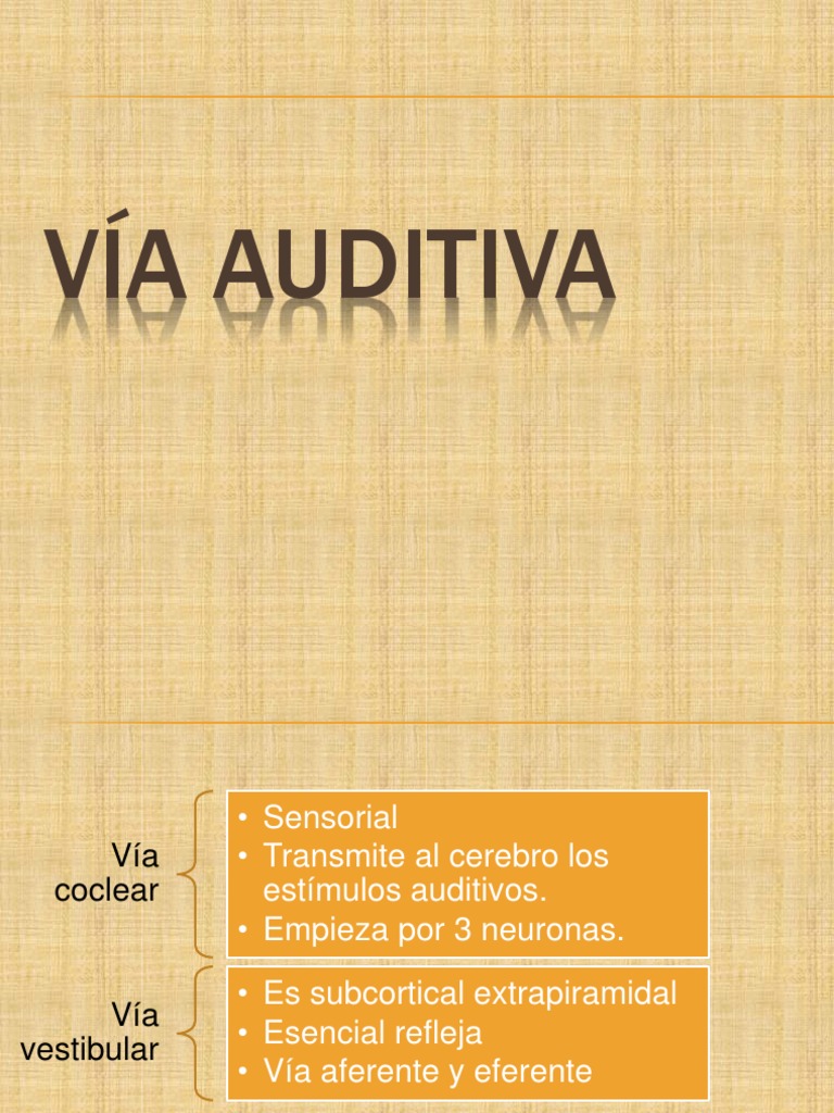 Vía Auditiva | PDF