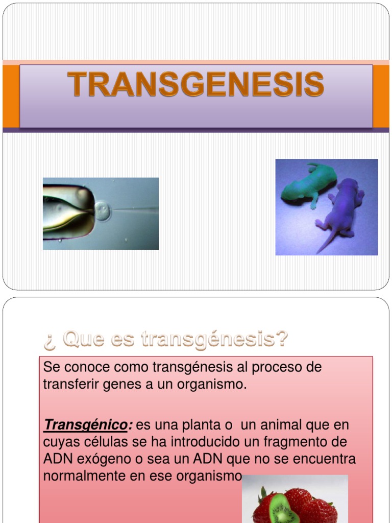 TRANSGENESIS | PDF | Transgénesis | Ciencias de la vida