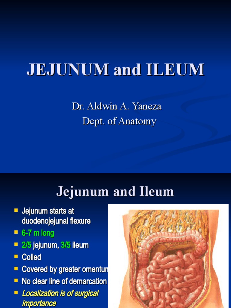 Jejunum Ileum | Large Intestine | Organ (Anatomy)