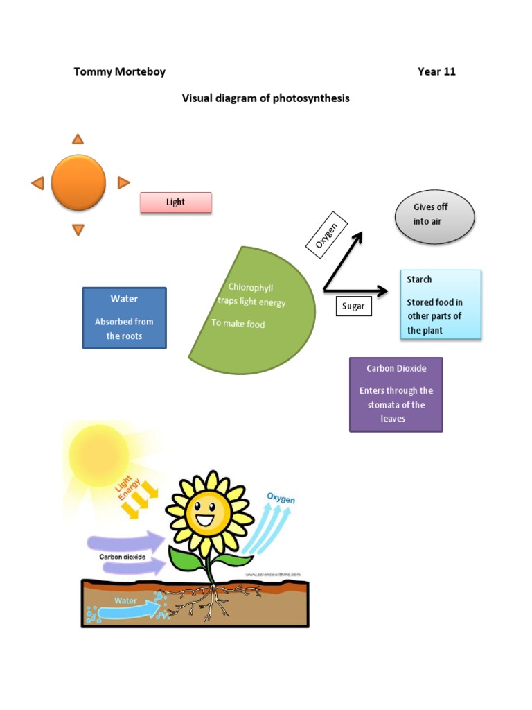 Visual Diagram of Photosynthesis | PDF