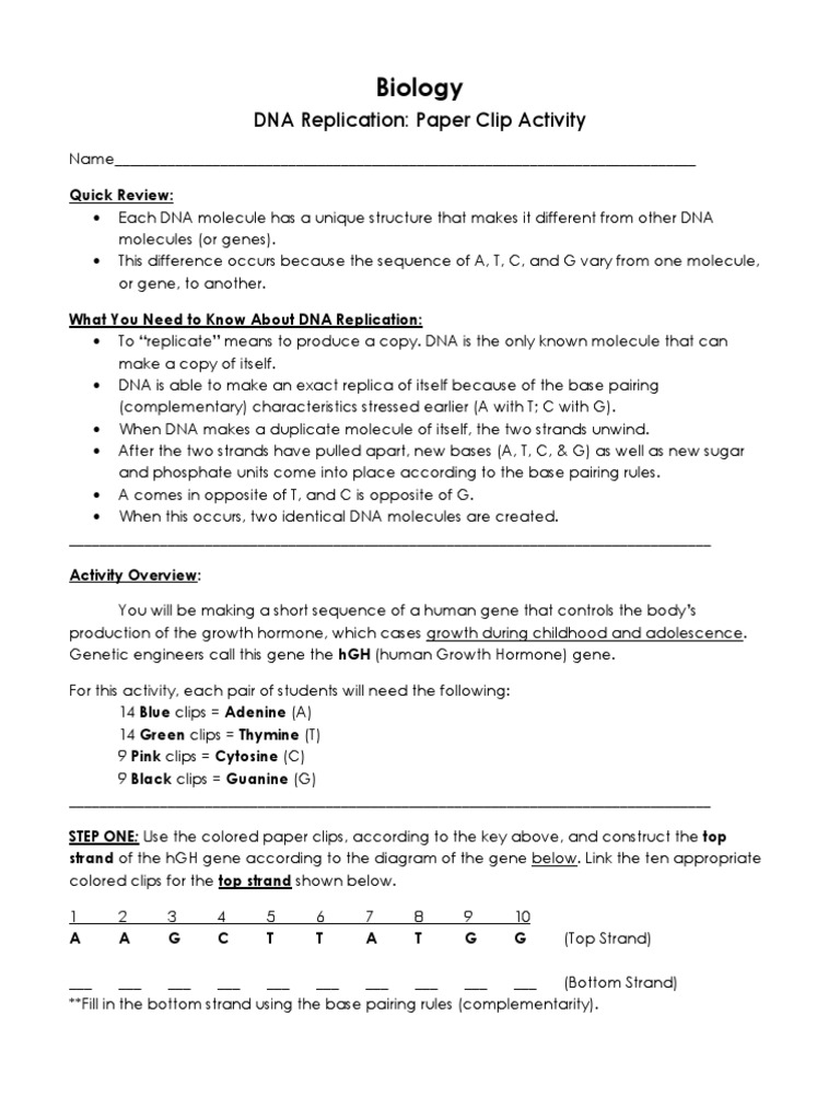 Paperclip Activity-Dna Replication | PDF | Dna | Gene