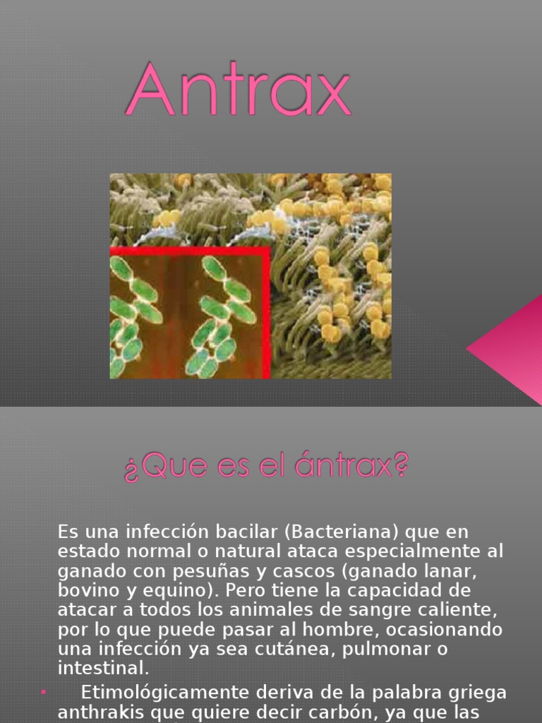Antrax | PDF | Ántrax | Las bacterias