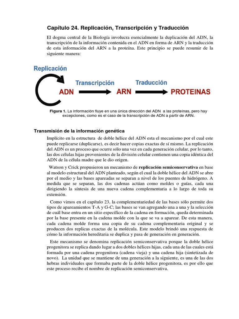 Replicacion Transcripcion y Traduccion ADN | PDF | Rna | Replicación De Adn