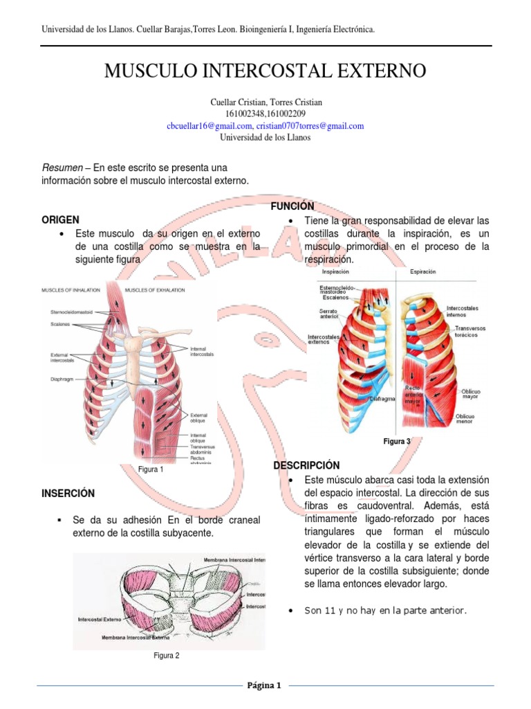 Músculo Intercostal Externo: Función y Patologías | PDF | Respiración ...