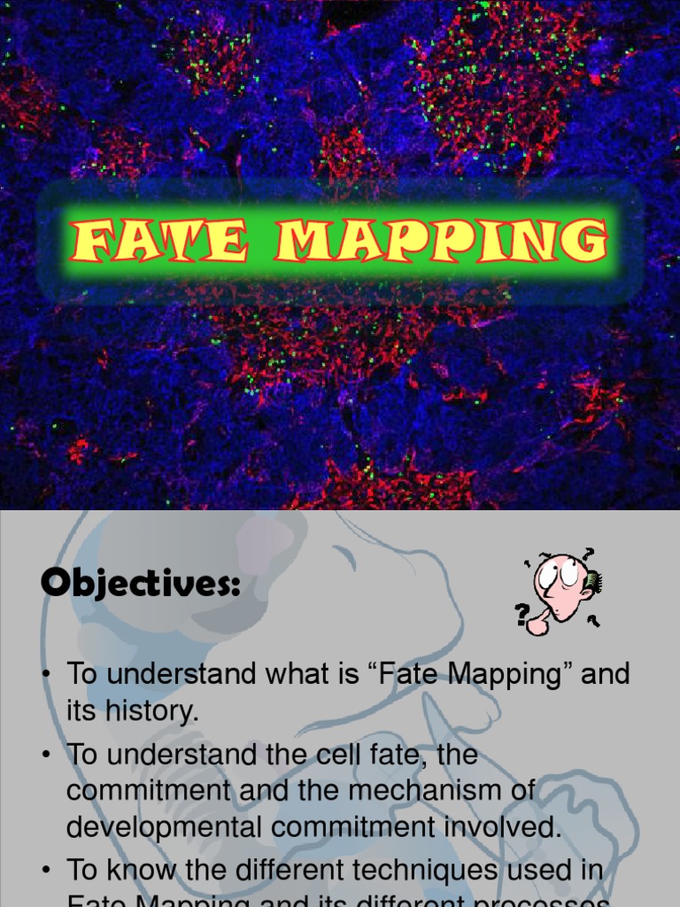 Fate Mapping | PDF | Cerebral Cortex | Cellular Differentiation