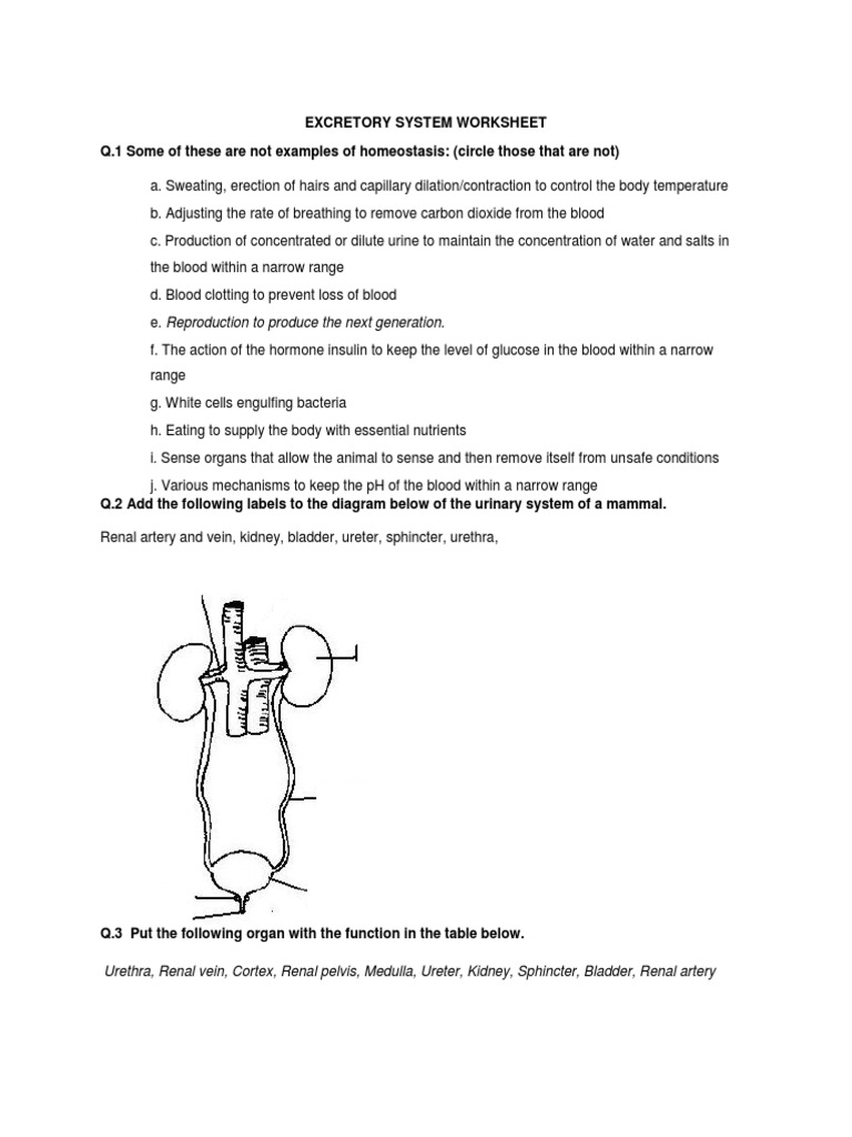 Excretory System Worksheet Digestive And Excretory System Worksheets
