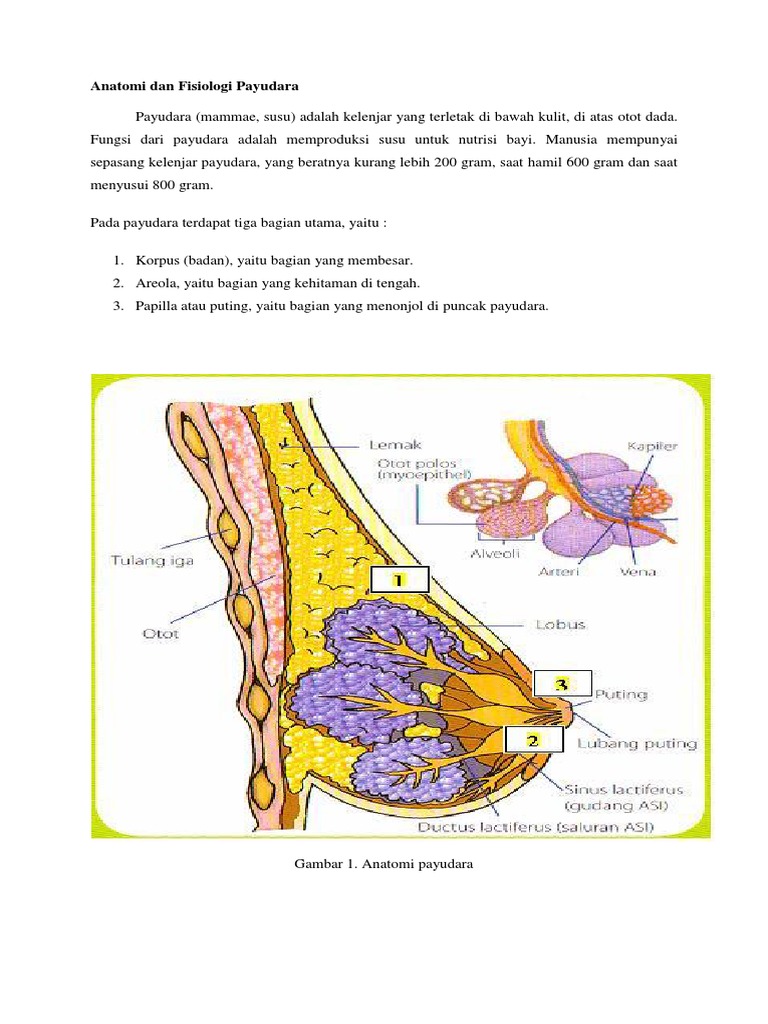 Yuk Kenali Anatomi Payudara Youtube - vrogue.co