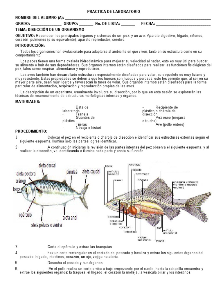 Practica de Diseccion de Un Organismo | PDF | Aves | Pulmón