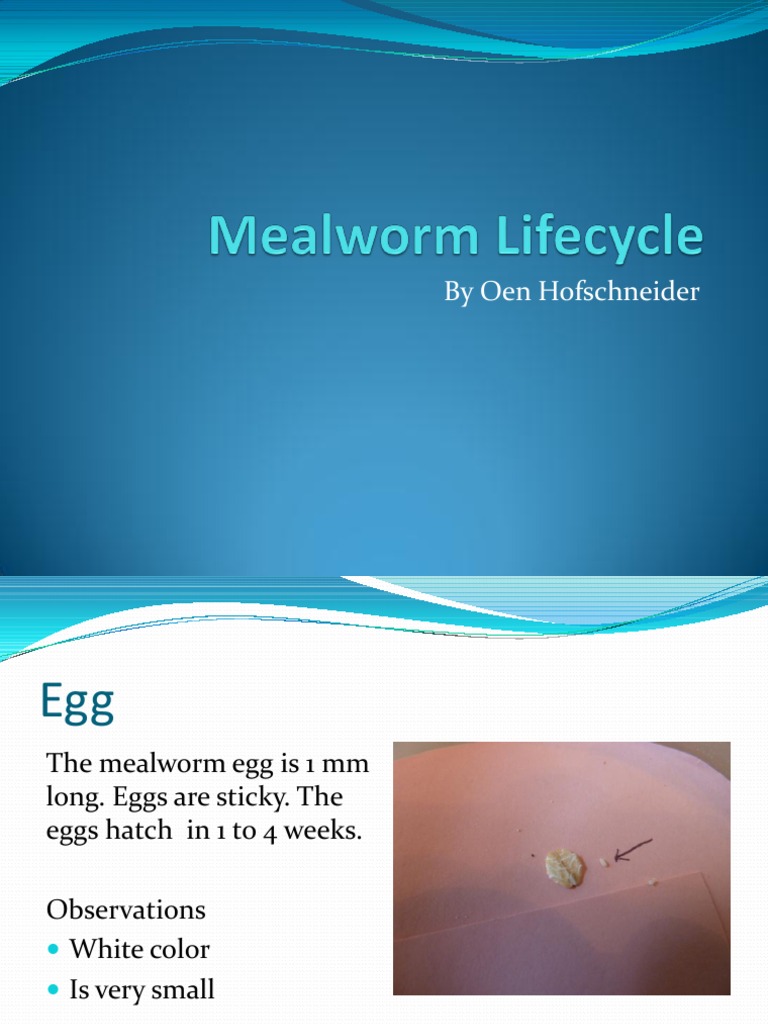 Mealworm Life Cycle Stages Explained | PDF