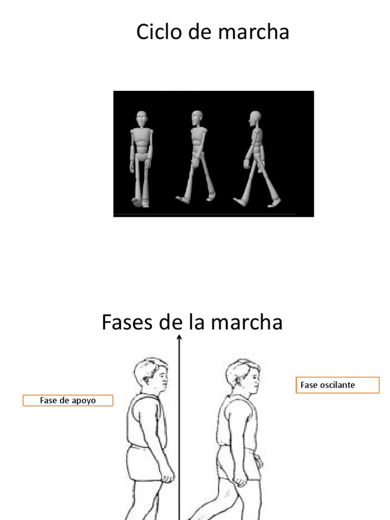 Fases del Ciclo de la Marcha Humana | PDF