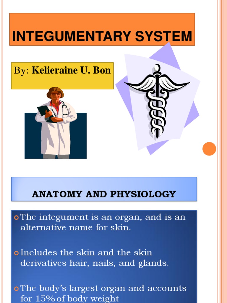 Integumentary System: By: Kelieraine U. Bon | PDF | Integumentary ...