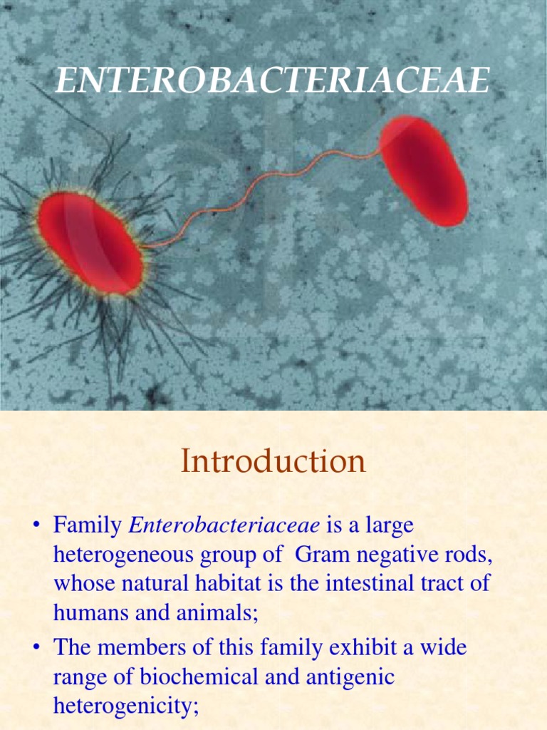 E Coli | PDF | Escherichia Coli | Urinary Tract Infection