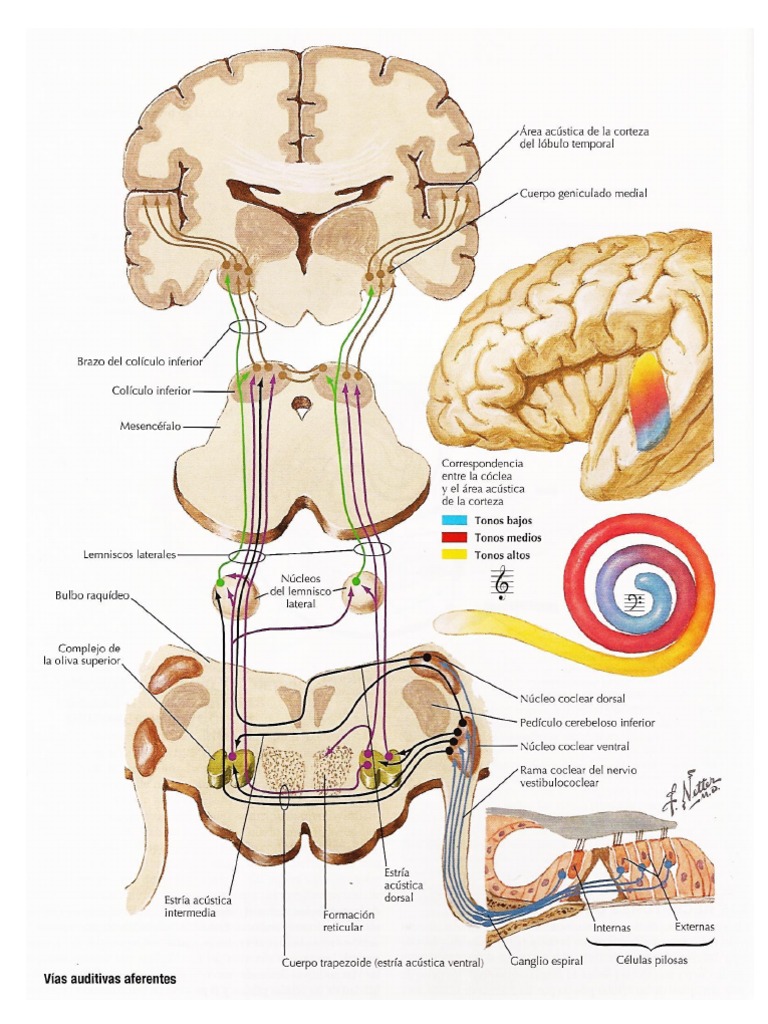 Tema 26. Esquemas de La Via Acustica. Netter y Haines | PDF