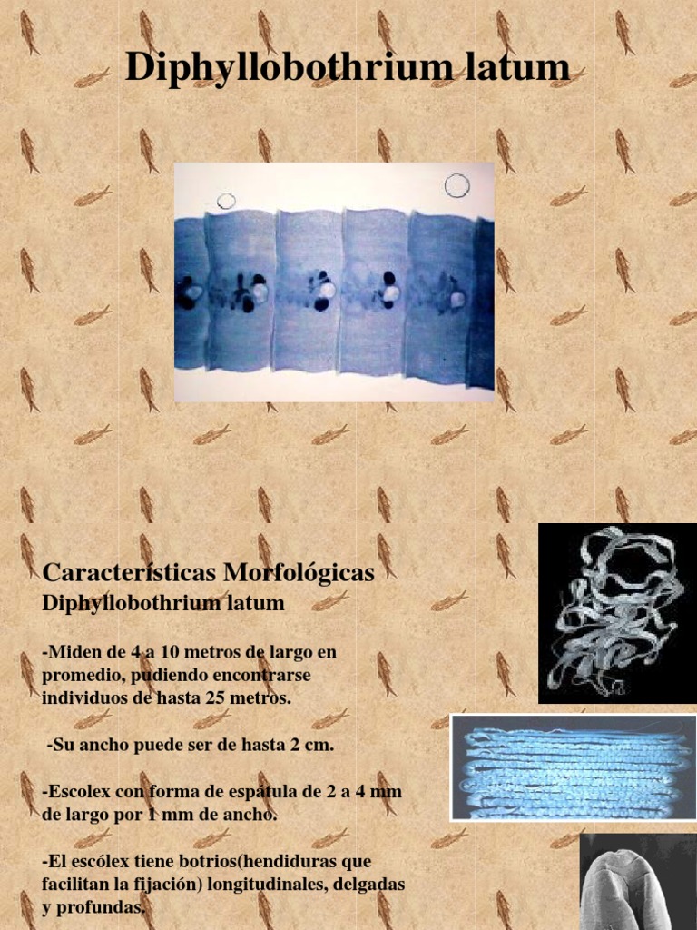 Diphyllobothrium Latum | PDF