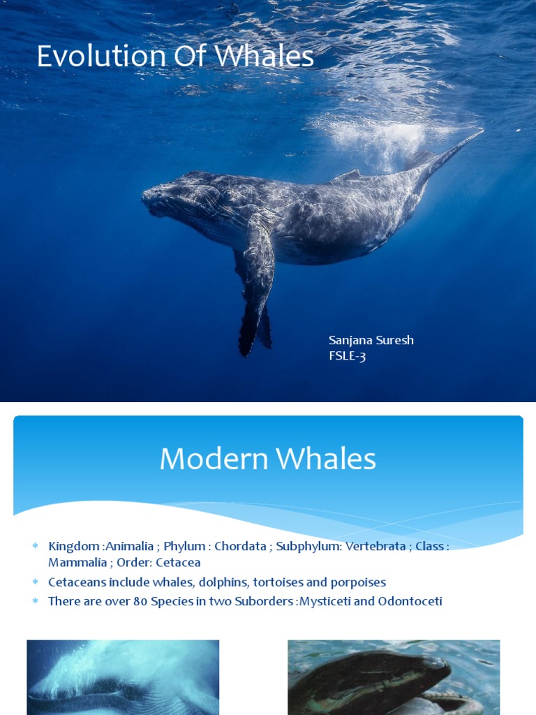 Evolution of Whales | PDF | Cetacea | Whales