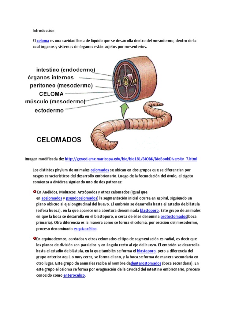 Celomados | PDF | Moluscos | Mosca