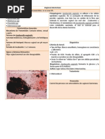 GPC CELULITIS - P | PDF | Staphylococcus Aureus | Especialidades Medicas