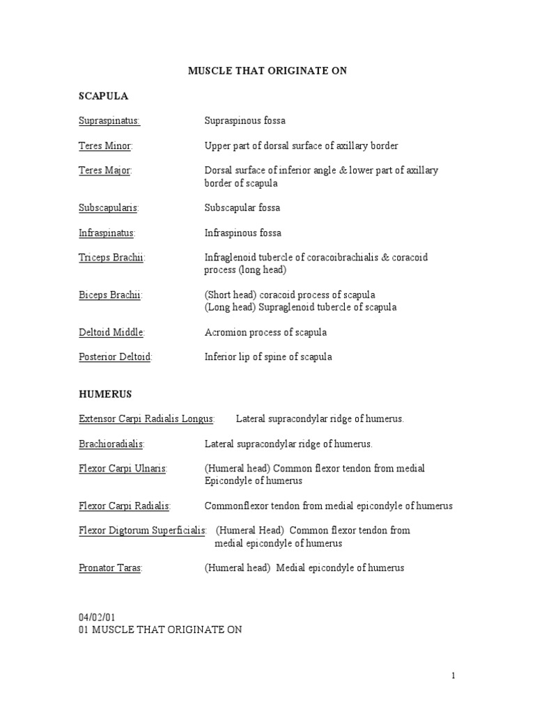 Muscles That Originate On | PDF | Pelvis | Vertebra