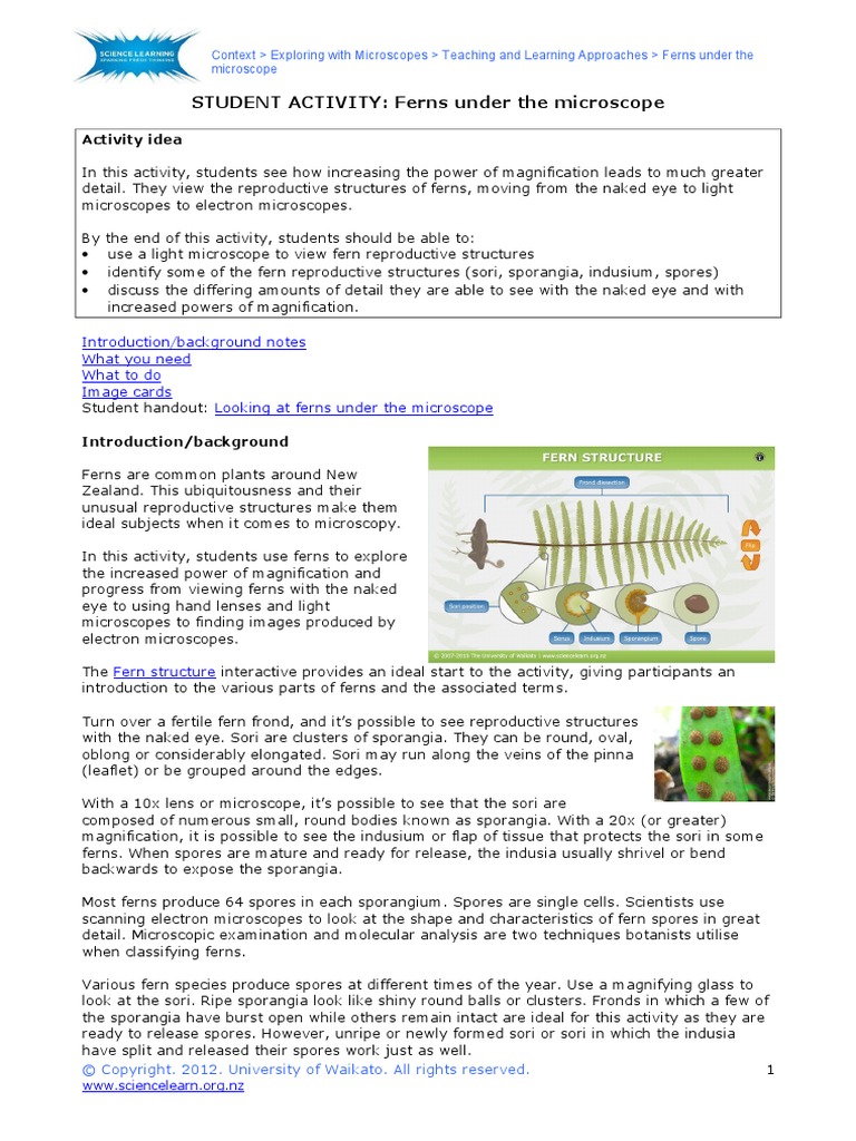 Ferns Under The Microscope | PDF | Fern | Microscope