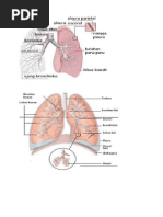 Segmen Pada Lobus Paru Paru Dan Fungsi Masing | PDF