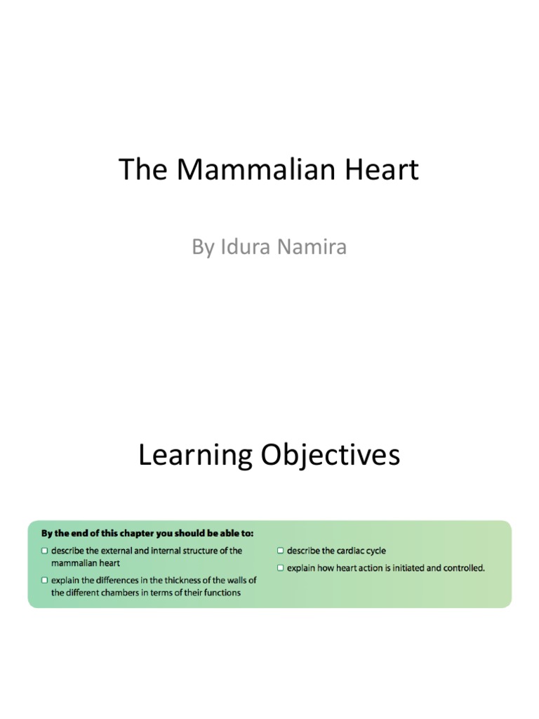 The Mammalian Heart: by Idura Namira | PDF | Science & Mathematics