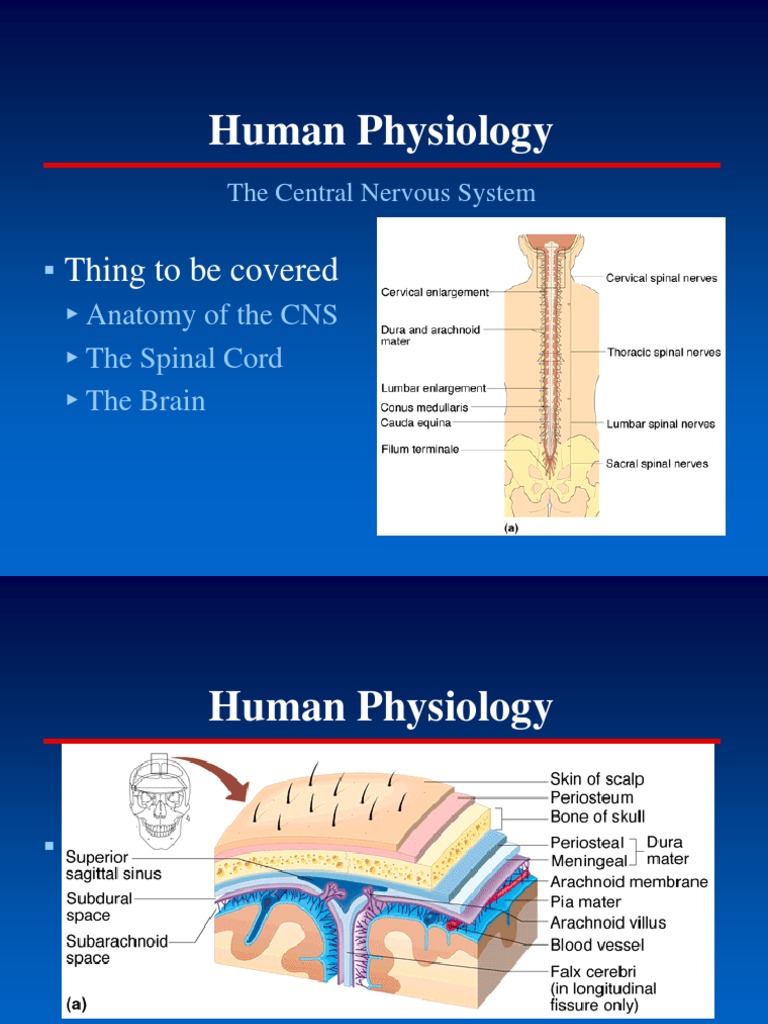 08 Human Phys Central Nervous System | PDF | Brainstem | Central ...