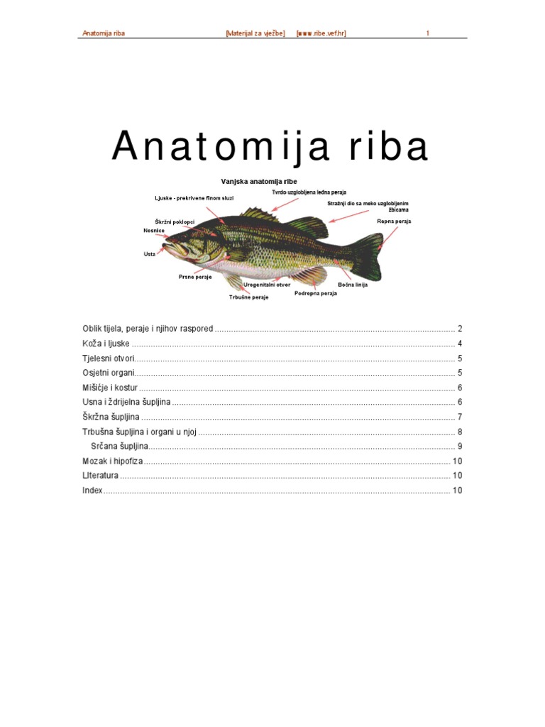 Anatomija Riba | PDF