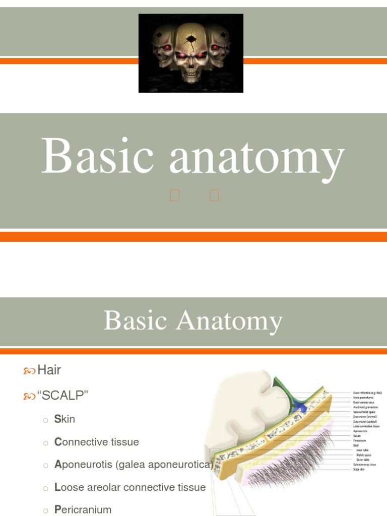 Basic Neuroanatomy PPT Slides | PDF | Brainstem | Neuroanatomy