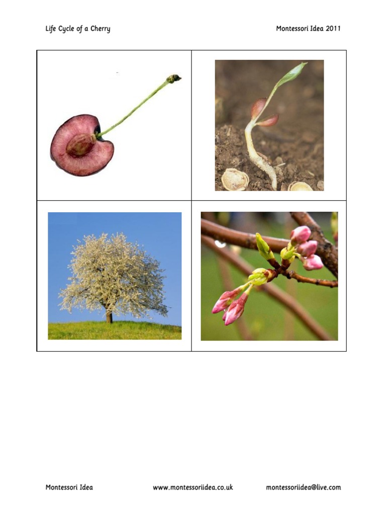 Life Cycle of A Cherry | PDF