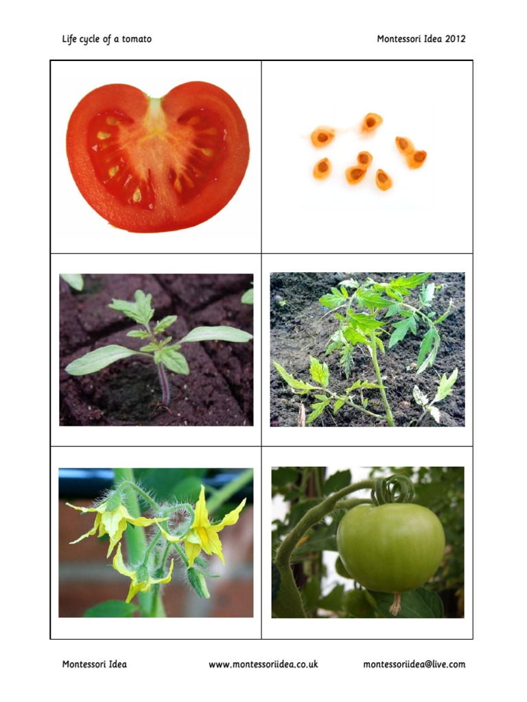 Life Cycle of A Tomato | PDF
