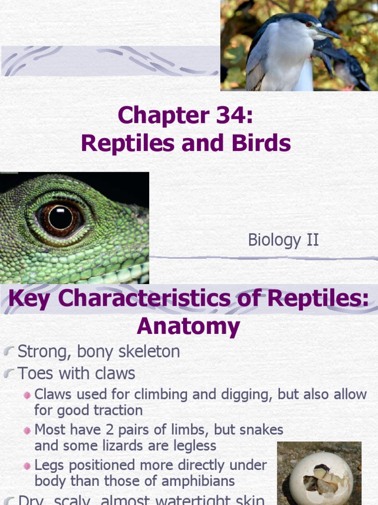 Reptiles and Birds: Biology II | PDF | Reptile | Feather