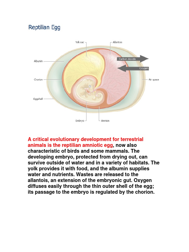 Reptilian Amniotic Egg Evolution | PDF