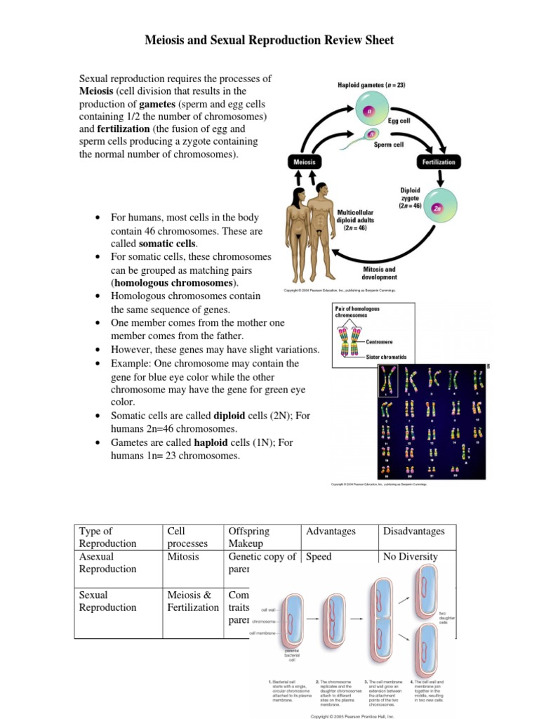 Meiosis and Sexual Reproduction Review Sheet | PDF | Meiosis | Sexual ...