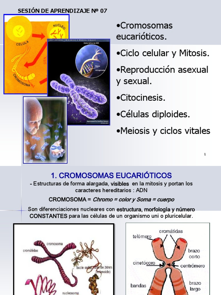 Division Celular | PDF | Mitosis | Cromosoma