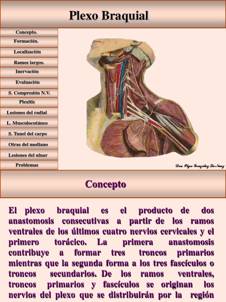 Plex Braquial | PDF | Mano | Anatomía humana