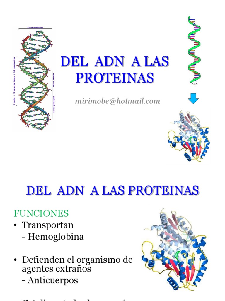 8. DEL ADN A LAS PROTEINAS-ARN.pdf | Rna | Ribosome
