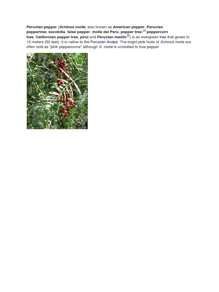 Peruvian Pepper Tree Overview | PDF | Home & Garden
