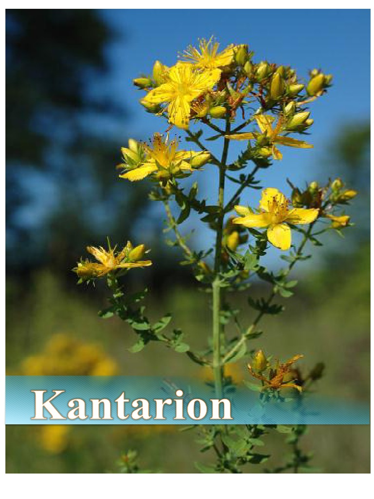 Kantarion | PDF