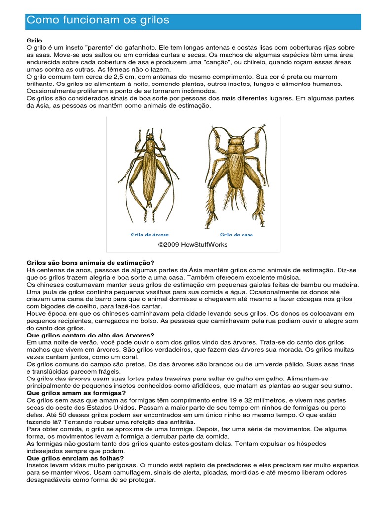 Grilos - Ficha do Inseto - Como funcionam os grilos | Insetos | Formiga