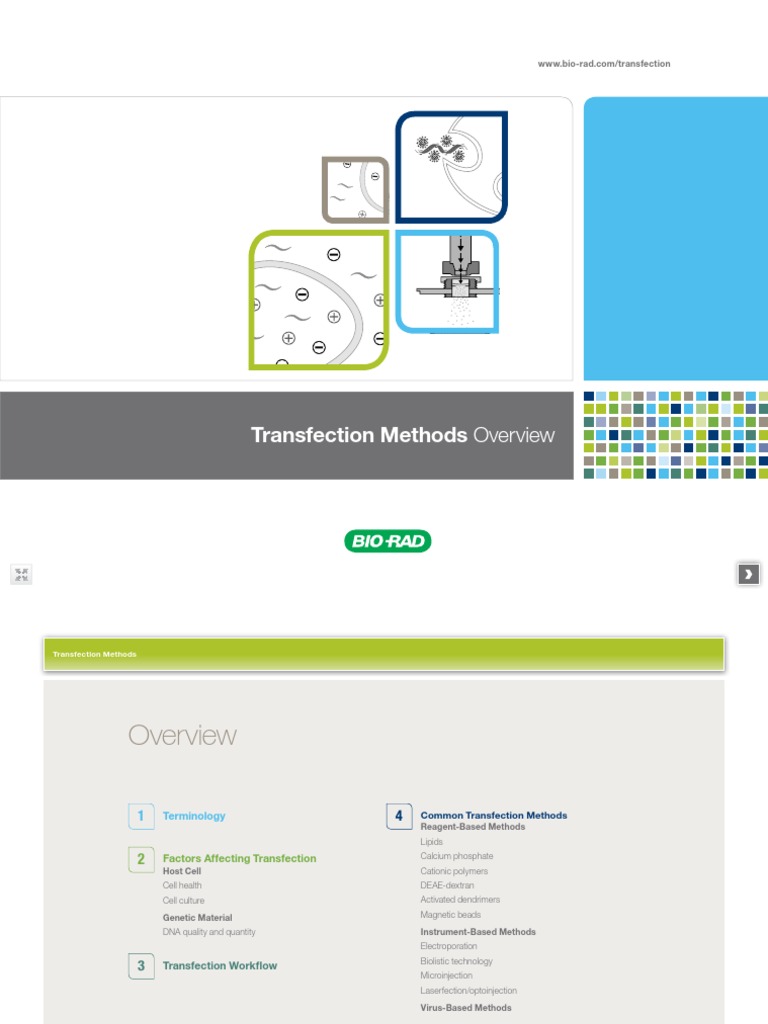 Transfection Methods Overview | PDF