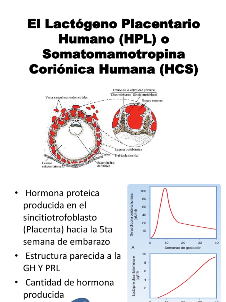 El Lactógeno Placentario Humano (HPL) y PREECLAMPSIA | Organ (Anatomy ...